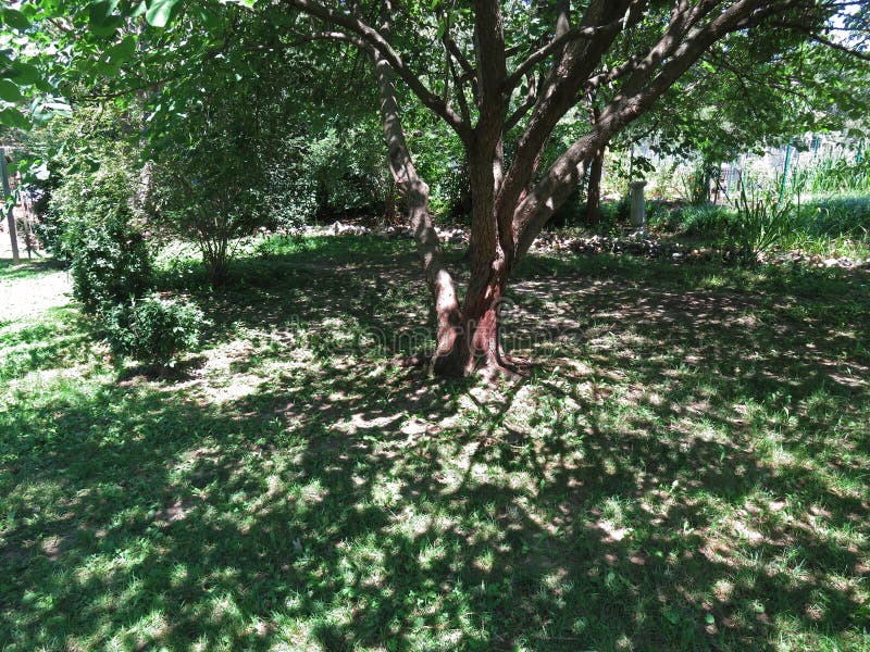 Summer Tree and Shadows stock image. Image of washington - 153441073