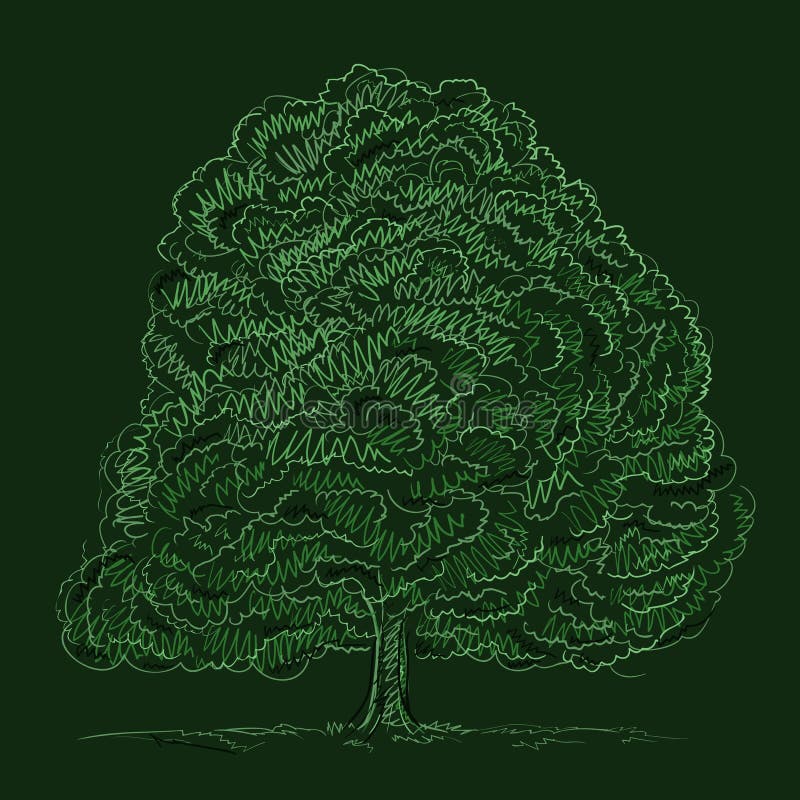 Summer tree sketch stock vector. Illustration of leaves - 10567087