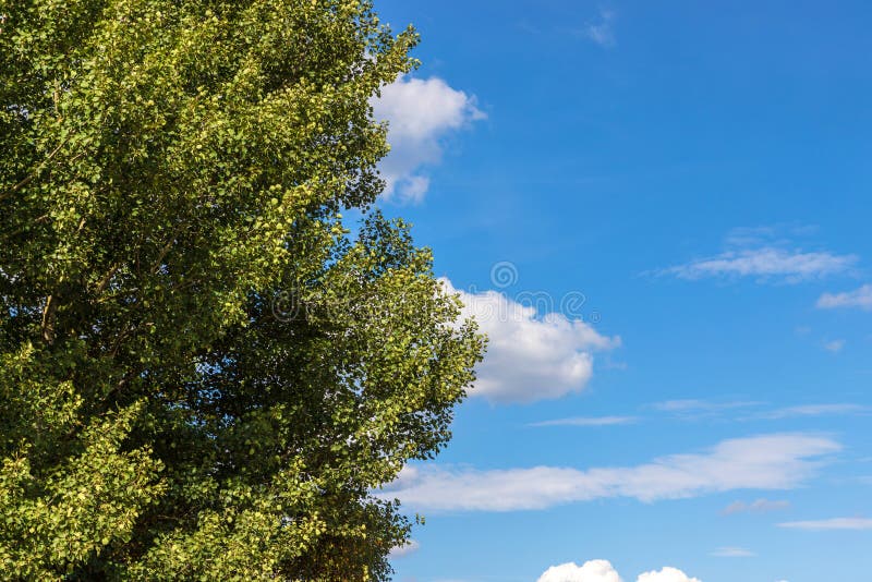 Summer tree and sky stock image. Image of tree, summer - 155326649