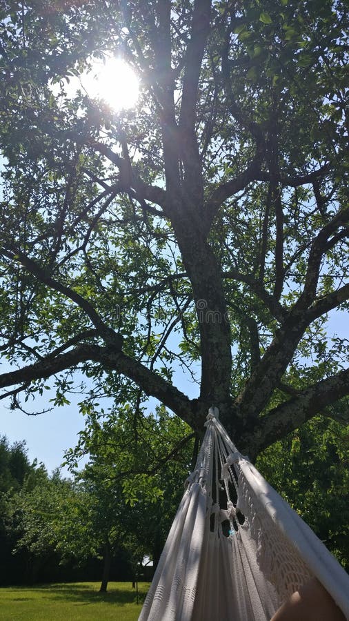 Summer stock photo. Image of summer, tree, chill - 118649640