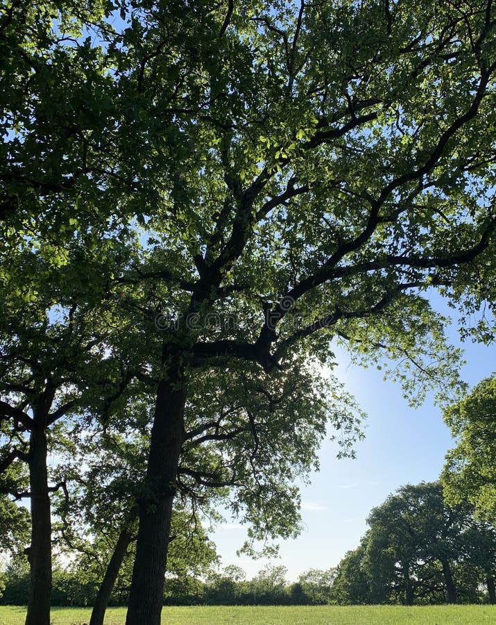 Summer Tree and Sunshine stock image. Image of summer - 194310237