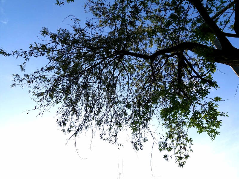 Summer tree in summer stock photo. Image of tree, tamarind - 119617684