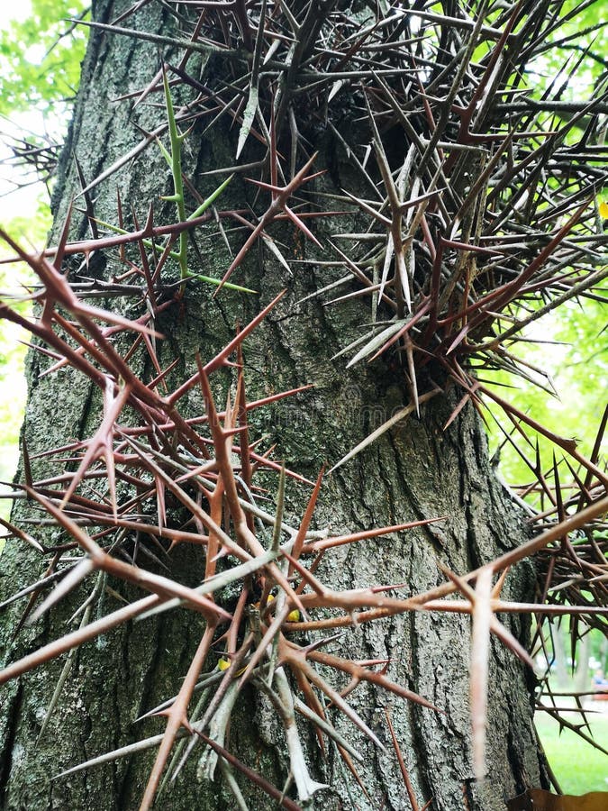 Tree with Thorns and Branches Stock Image - Image of july, thorns ...