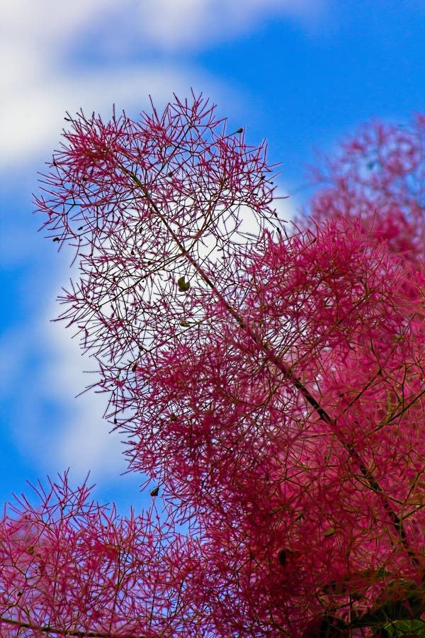 Early Summer Tree stock photo. Image of botany, trees - 187265640