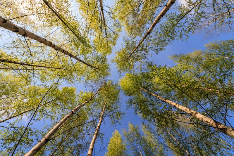 Summer Trees stock image. Image of sunlight, colorful - 29148439