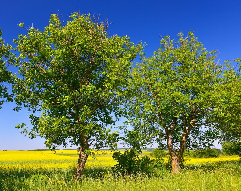 Summer trees stock image. Image of landscape, navy, blue - 55925389