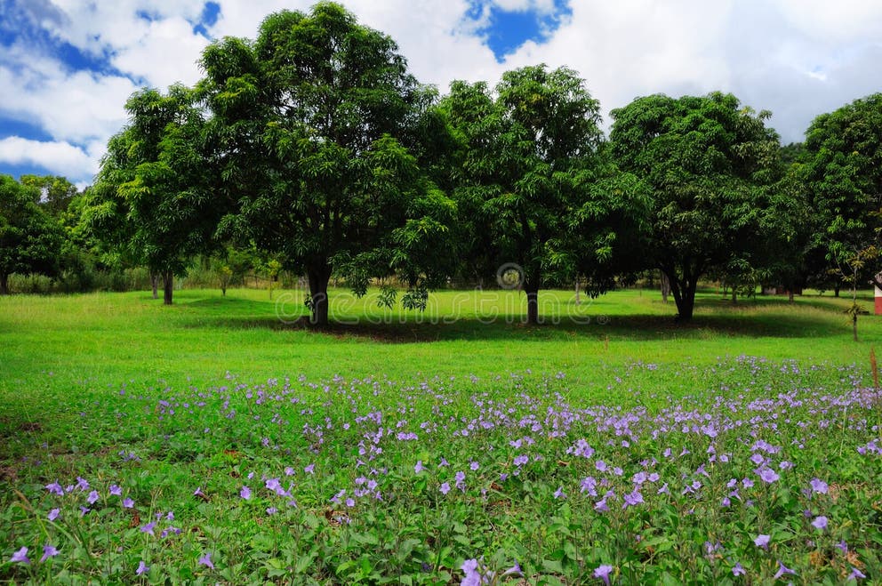 Summer trees landscape stock photo. Image of cuba, green - 8970402
