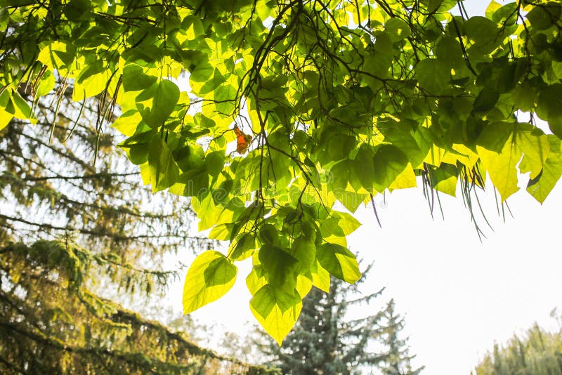 Summer Trees and Leaves with Sun. Nature Concept Stock Photo - Image of ...