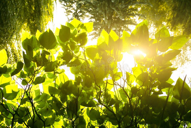 Summer Trees and Leaves with Sun. Nature Concept Stock Photo - Image of ...