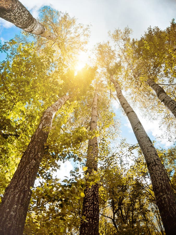 Summer Trees and Their Leaves Stock Image - Image of woods, rural ...