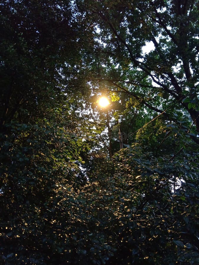 Summer Trees with Warm Light in the Evening Stock Image - Image of ...