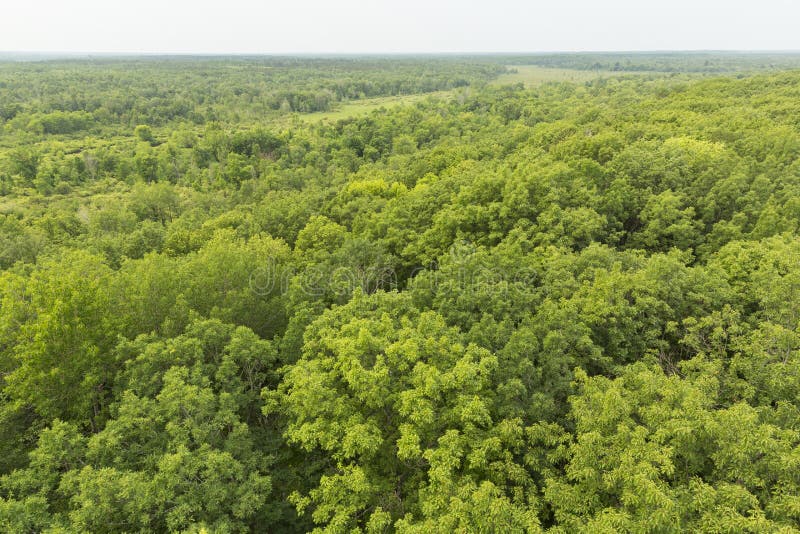 Summer Treetops stock image. Image of coniferous, minnesota - 56647215