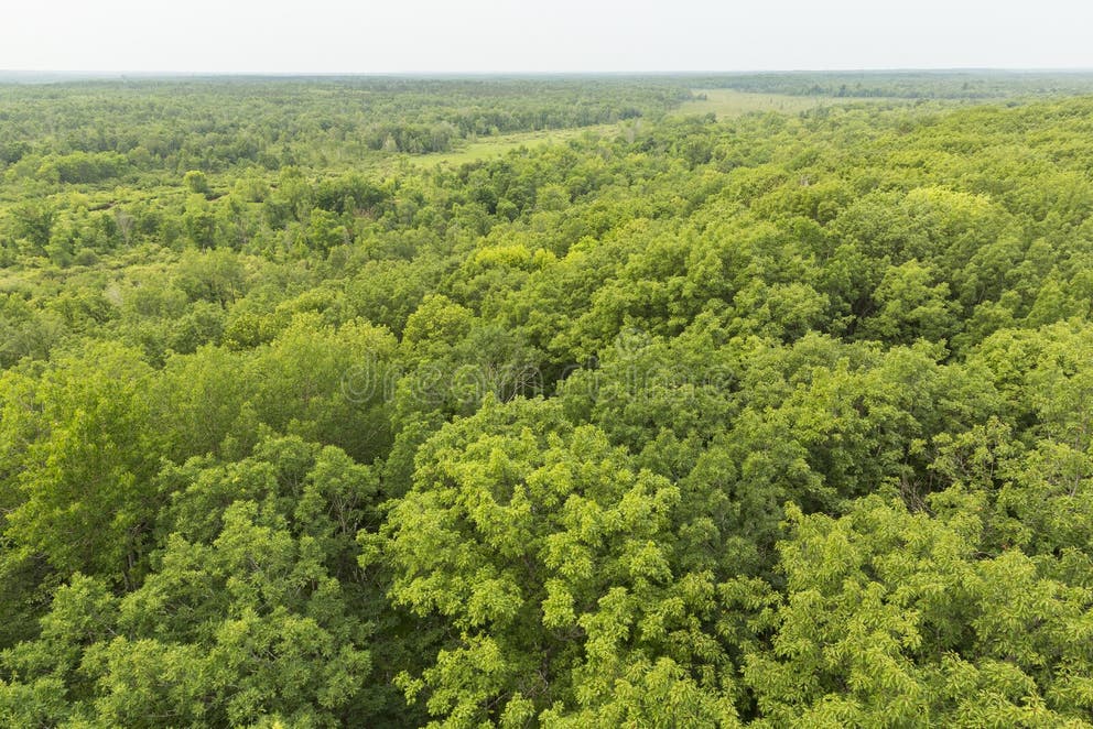 Summer Treetops stock image. Image of coniferous, minnesota - 56647215