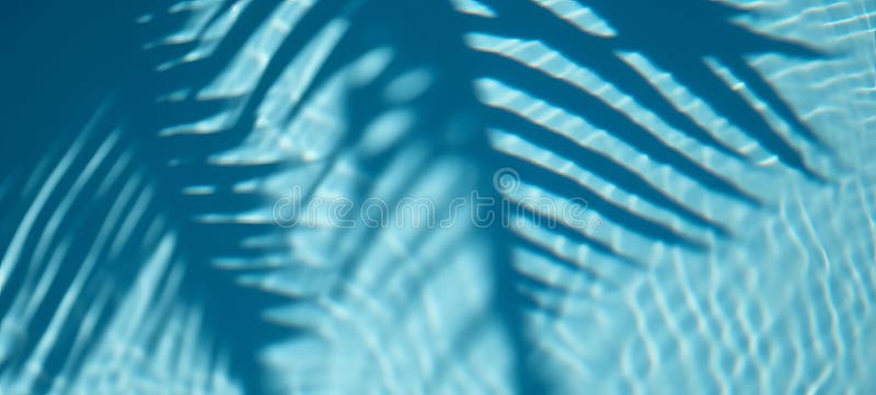 Summer Tropical Leaf with Shadow on a Green Wall. Product Display ...
