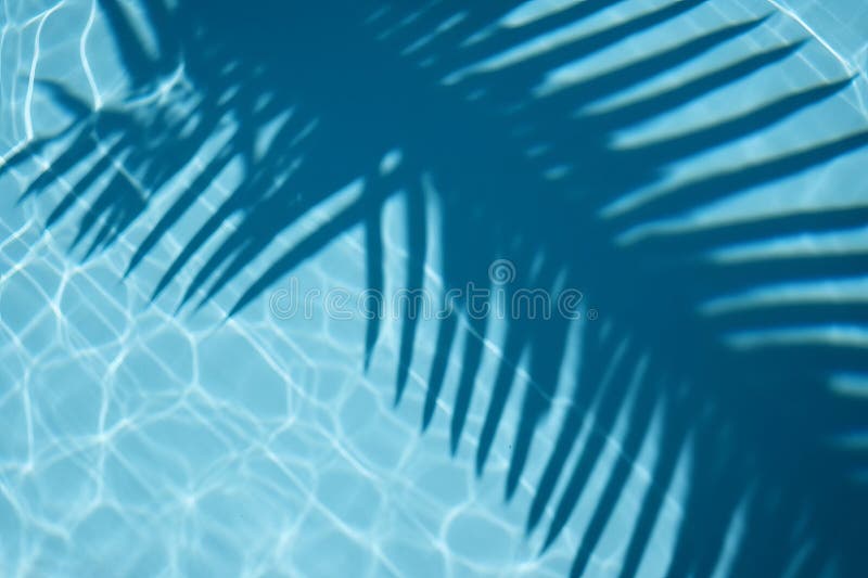 Summer Tropical Leaf with Shadow on a Green Wall. Product Display ...