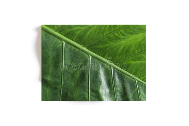 Summer Tropical Green Leave in Rectangular Shape on White Background ...