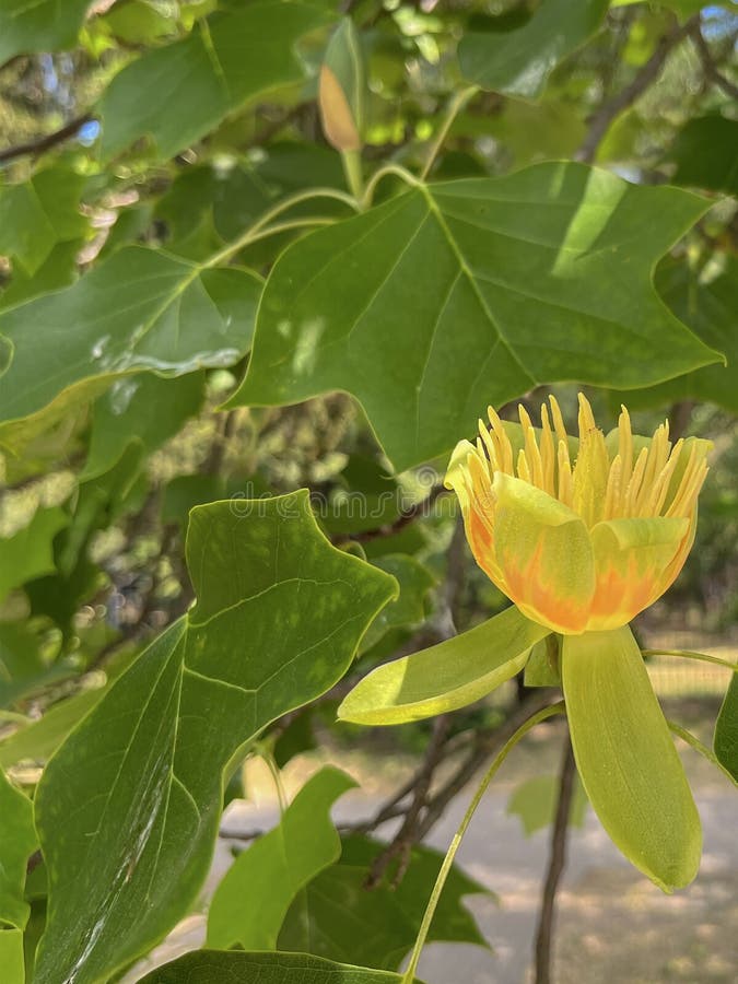 In Summer, a Tulip Tree Blooms in the Park Stock Photo - Image of ...