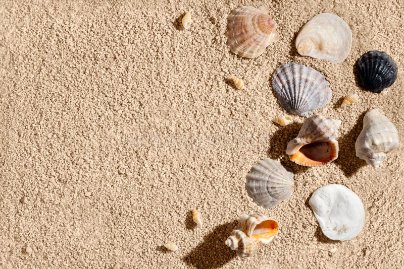 Summer Beach Background, Brown Sea Shells, Conches Texture on Sun Light ...