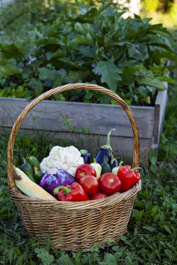 Summer Vegetables in Basket on a Grass in Garden Stock Photo - Image of ...