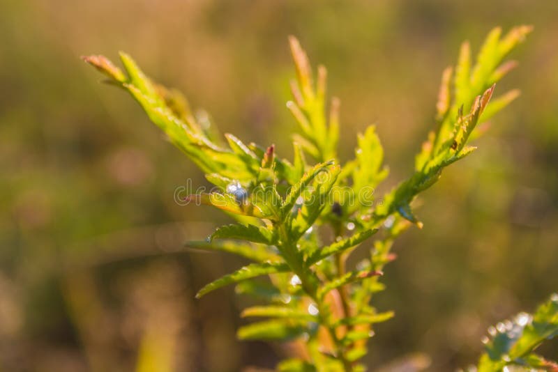 Summer Vegetative Background Stock Photo - Image of plant, garden ...