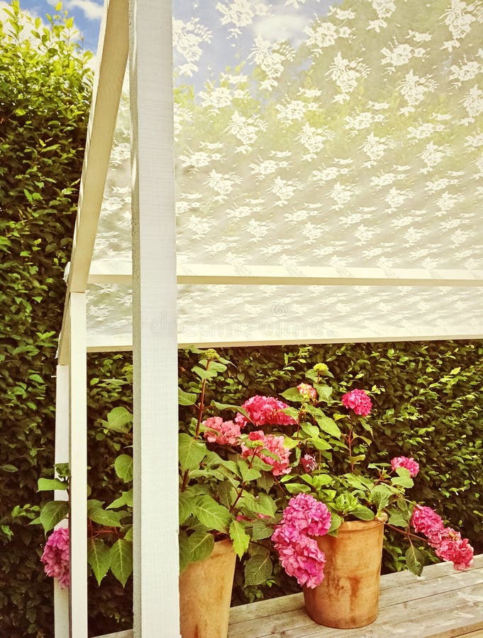 Summer Veranda with Blooming Gardenias Stock Photo - Image of flowerpot ...