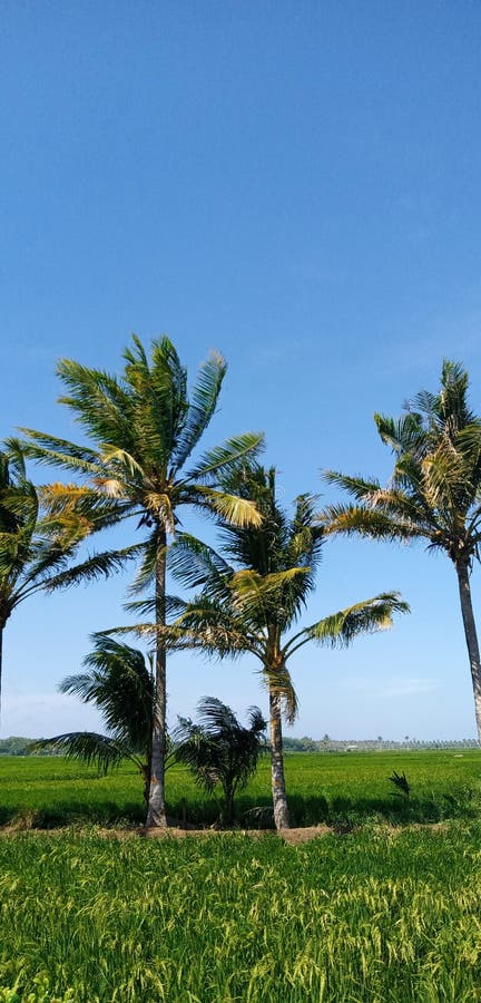 Summer Vibe in Indonesia Coconut Tree Stock Image - Image of vacation ...