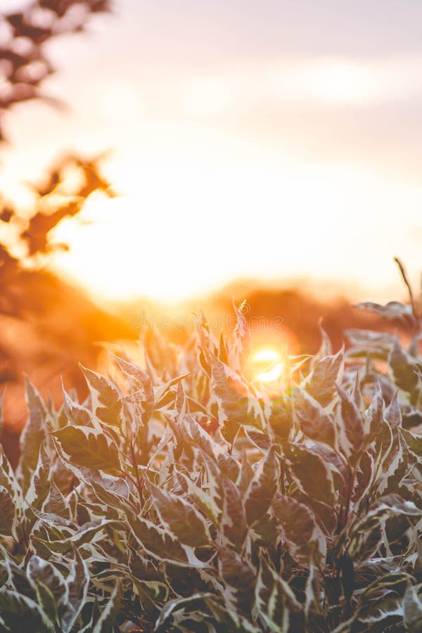 Summer Leaves Summer Sunsets Stock Image - Image of summer, bokeh ...