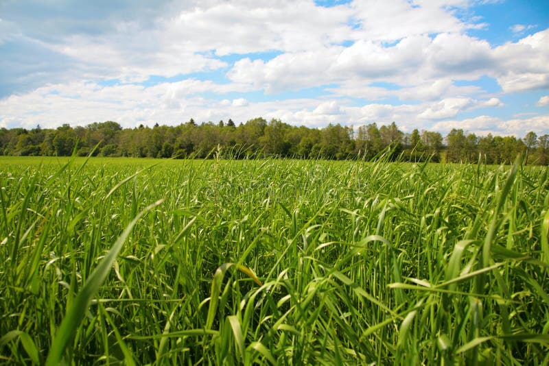 Summer view stock image. Image of outside, colorful, landscape - 7343009