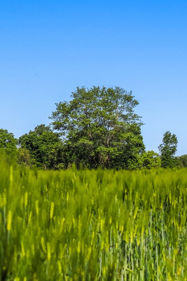Summer View on Agricultural Crop and Wheat Fields Ready for Harvesting ...