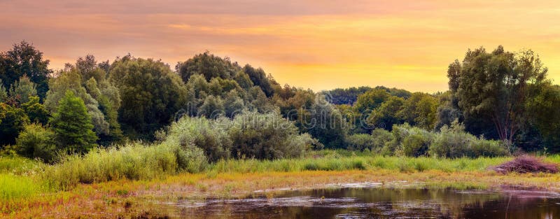 Summer View of the Forest Near the Pond in Summer during Sunset ...