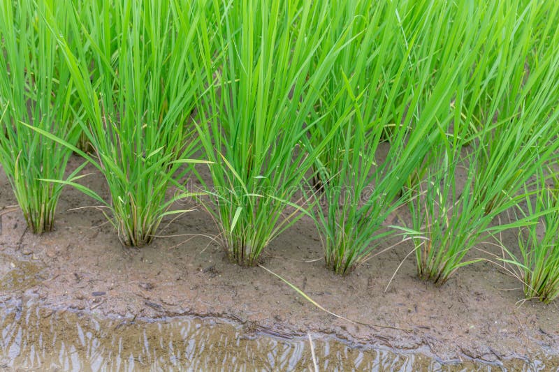 Summer View of Rice Paddy Field. Kanazawa, Japan Stock Image - Image of ...