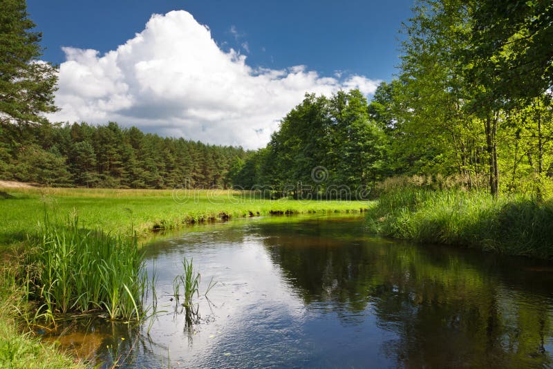 Summer View of the River in Forest Stock Photo - Image of scenics ...
