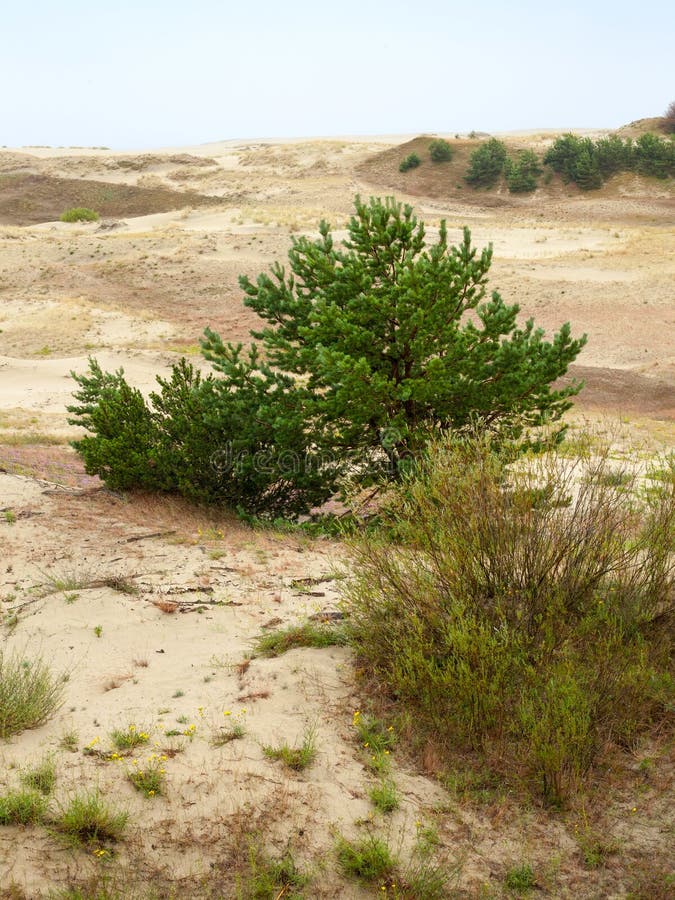 Summer View on Sand Dunes with Pine Trees Stock Image - Image of azure ...