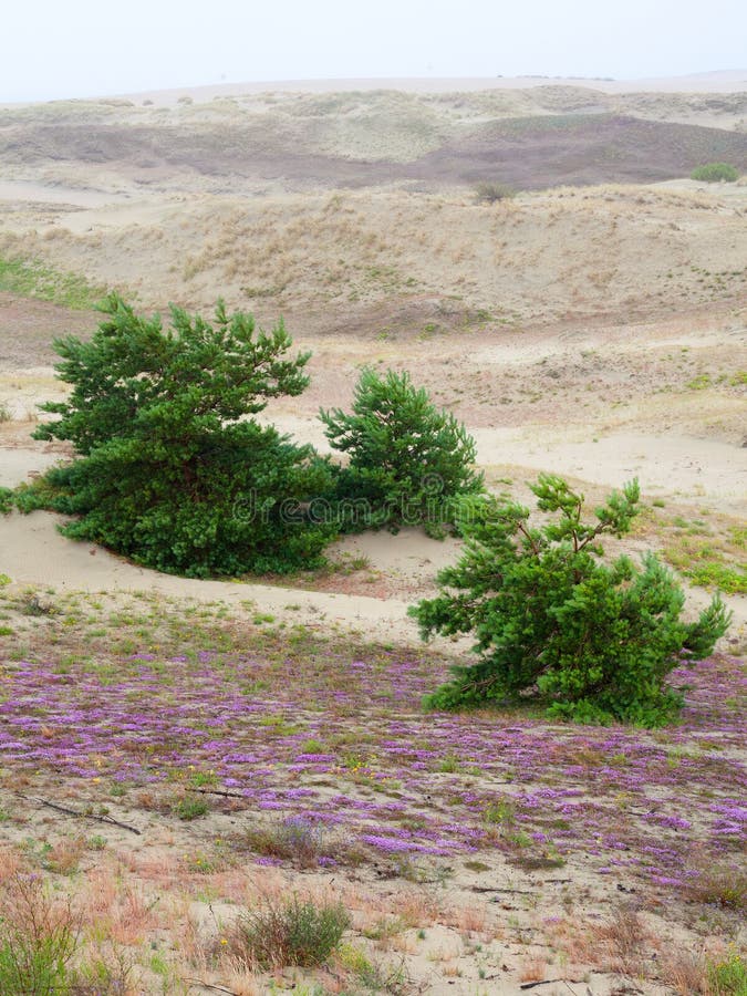 Summer View on Sand Dunes with Pine Trees Stock Image - Image of ...