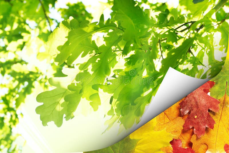 Summer Vs Autumn Background Stock Photo - Image of branches, freshness ...