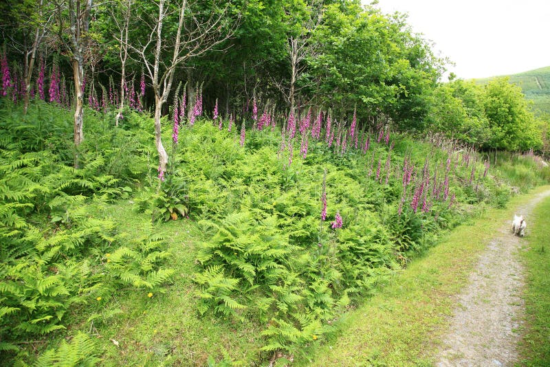 Summer walk. stock image. Image of green, wilderness, landscapes - 7025207