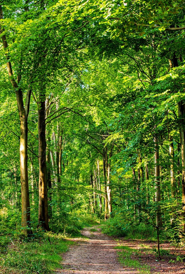 An Summer Walk Along a Forest Path with Over Arching Trees Stock Photo ...