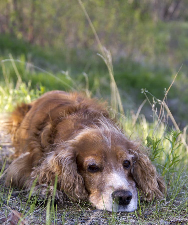 Summer Walk with Cocker Spaniel. Stock Photo - Image of grass, cheerful ...