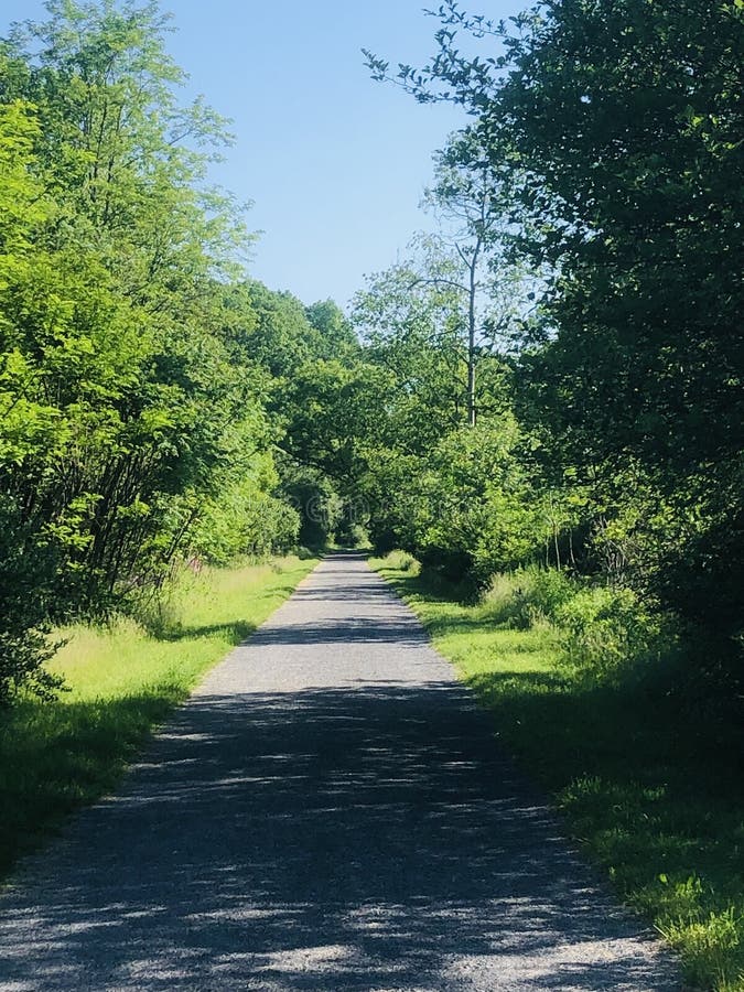 Sunny Summer Walk stock image. Image of turtle, preserve - 248550771