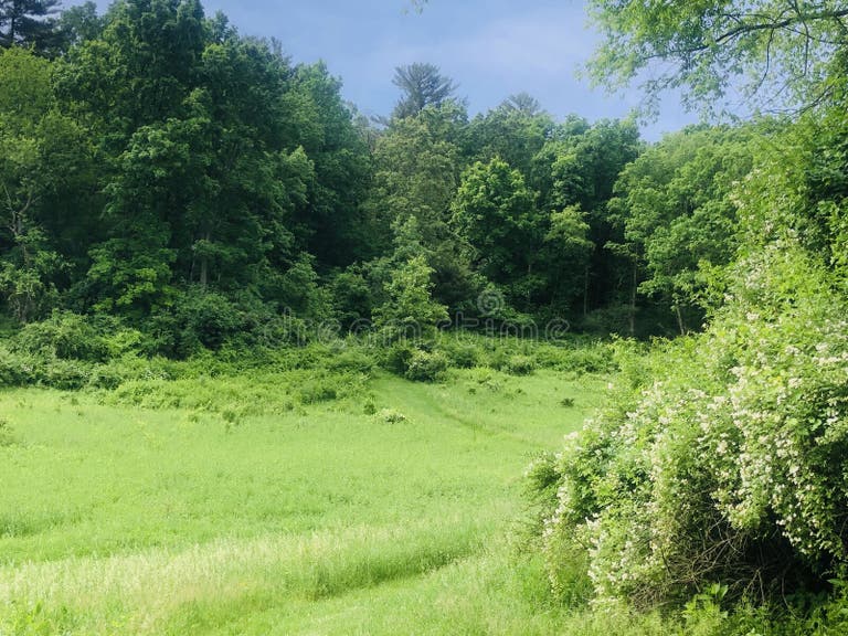 Summer walk in the Park stock image. Image of forest - 248848263