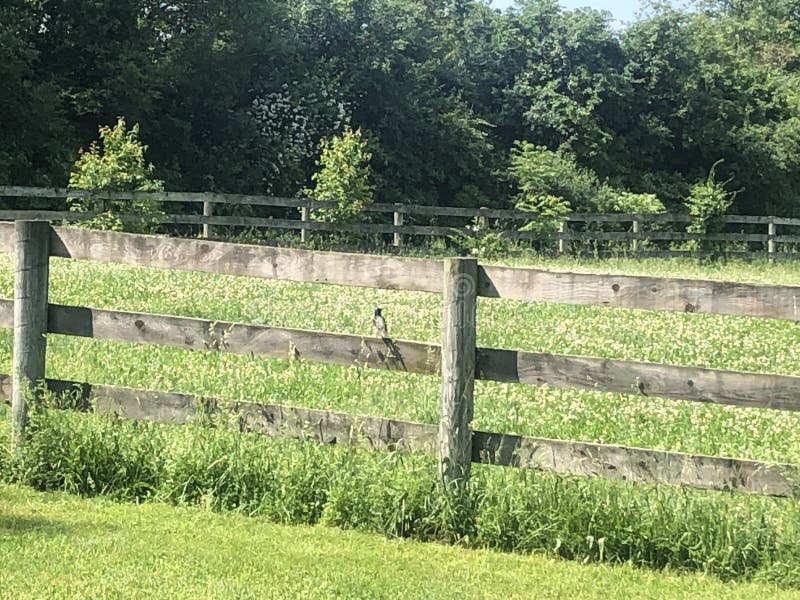 Summer walk in the Park stock image. Image of trees - 248933041