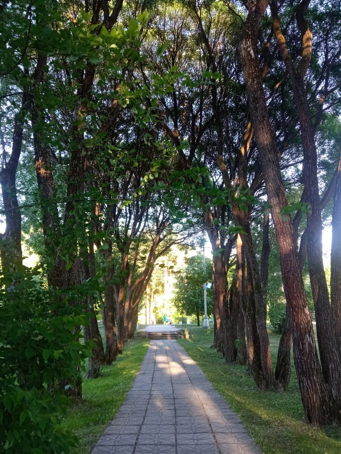 Shady alley stock image. Image of forest, stroll, flower - 248588855