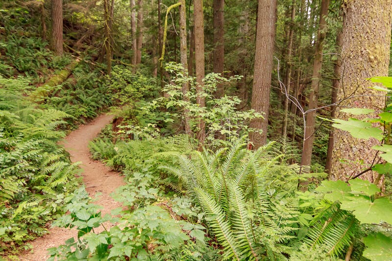 Summer Walking Path through Dry Forest in Washington Stock Photo ...