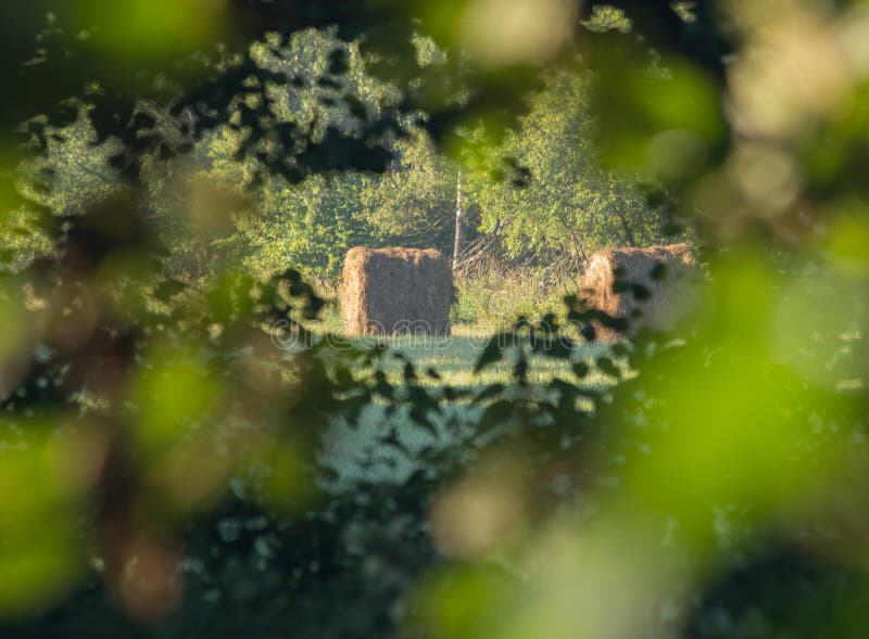 A Stack of Hay. View through Foliage. Stock Image - Image of haystack ...