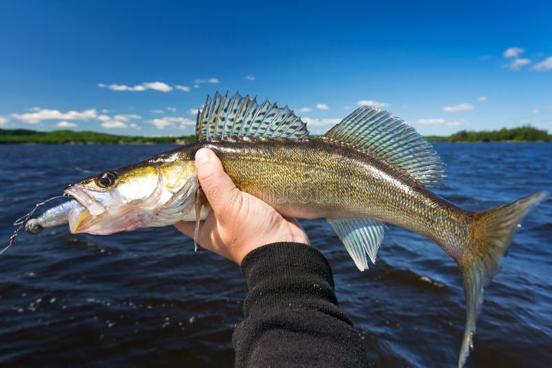 1,935 Walleye Stock Photos - Free & Royalty-Free Stock Photos from ...