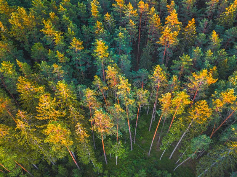 Summer Warm Sun Light Forest Aerial View Stock Photo - Image of ...