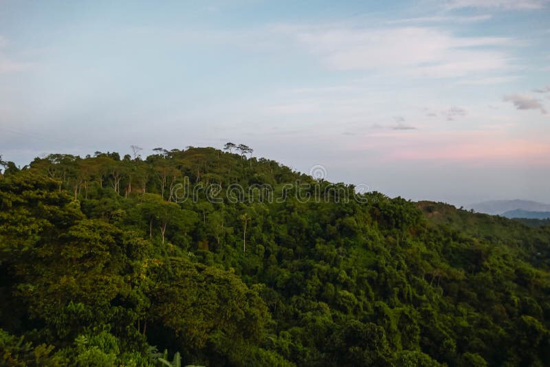 Summer Warm Sunlight Forest FRONT View Stock Image - Image of nature ...