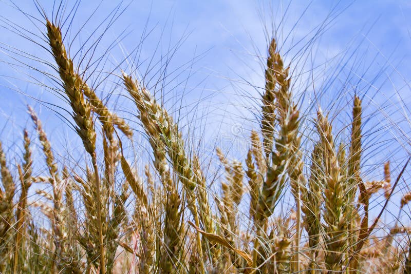Summer Wheat stock photo. Image of fertilize, farmer, colorado - 432638