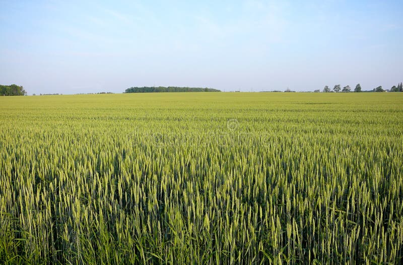 Summer Wheat stock photo. Image of fertilize, farmer, colorado - 432638