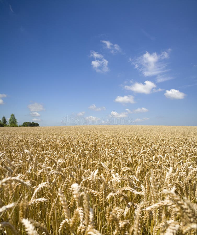 Summer Wheat stock image. Image of cormfield, agriculture - 4053003